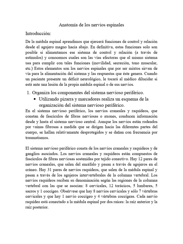 Anatomía de los Nervios Espinales | PDF | Extremidades (anatomía ...