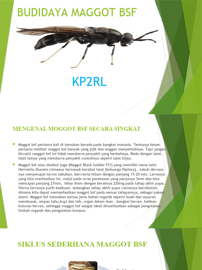 Budidaya Maggot BSF | PDF