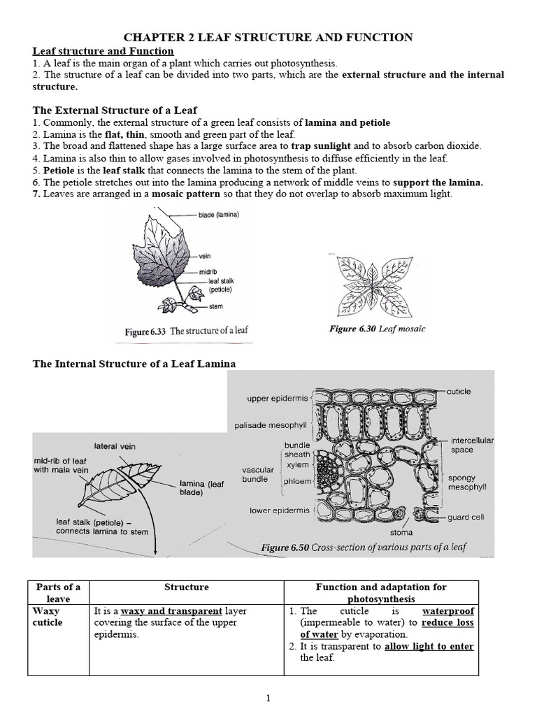 Chapter 2 Leaf Structure and Function (Biology SPM) | PDF | Stoma | Leaf