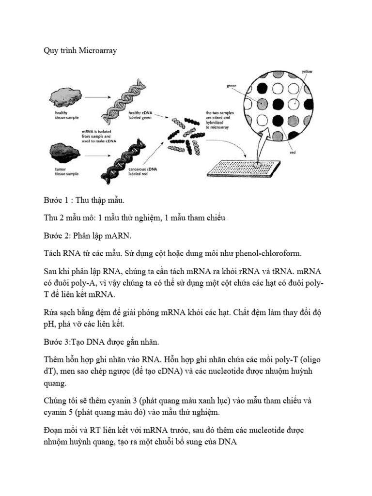 Quy Trình Microarray | PDF