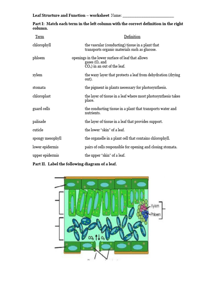 62291796 Leaf Structure and Function Worksheet 2 | PDF