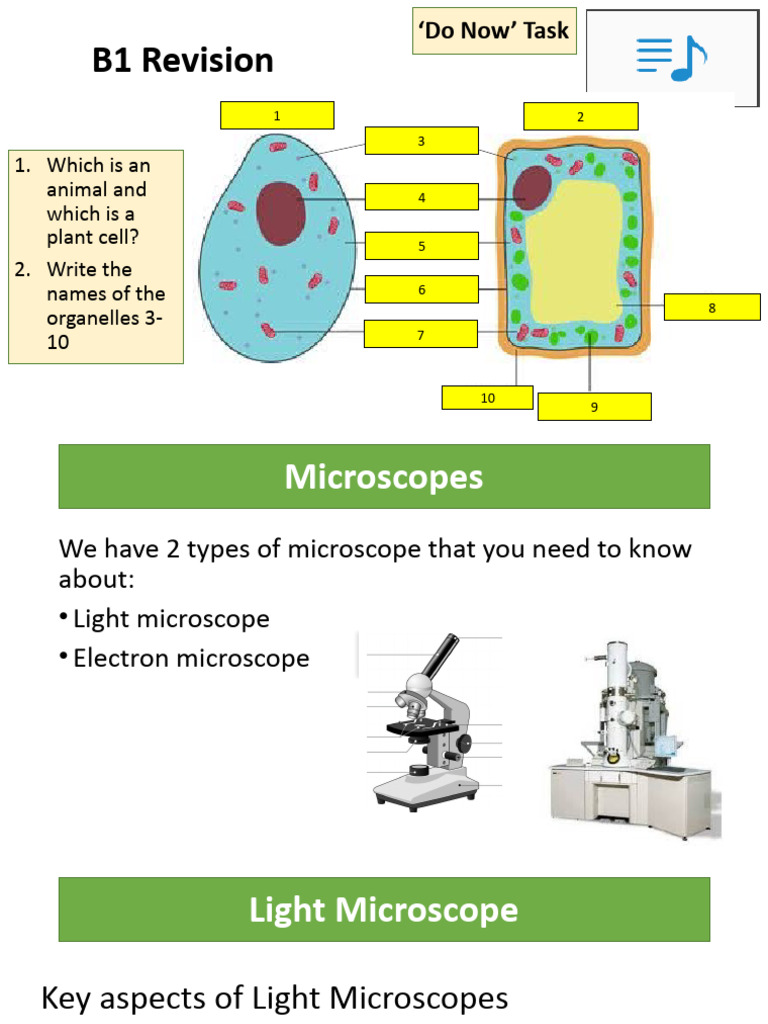 B1 Revision | PDF | Leaf | Microscope