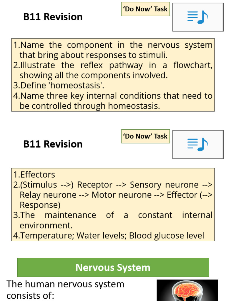 B10 Revision | PDF | Chemical Synapse | Neuron