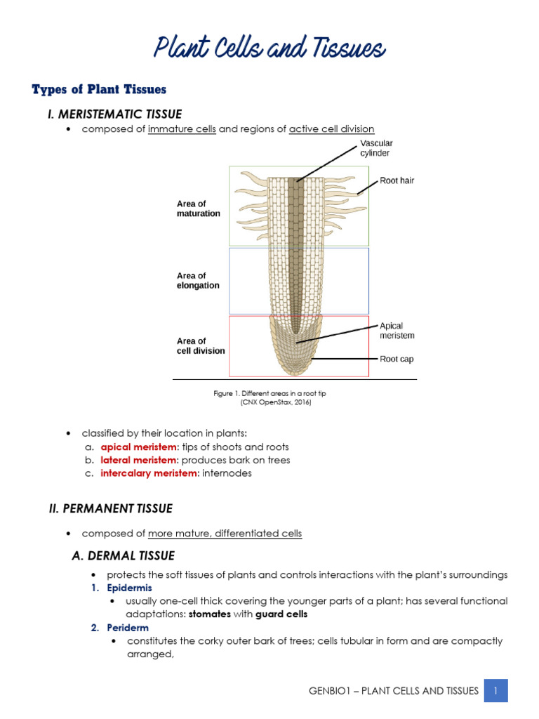 Plant Tissues | PDF | Tissue (Biology) | Plants