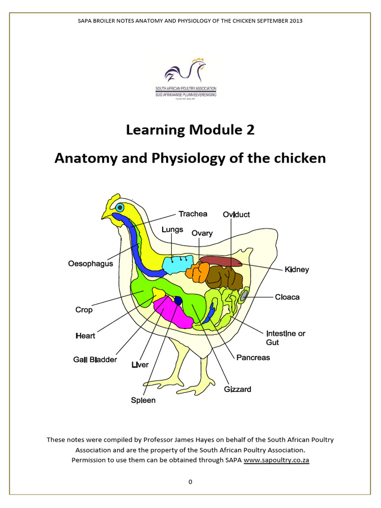 Anatomy and Physiology of Chickens | PDF | Digestion | Human Body