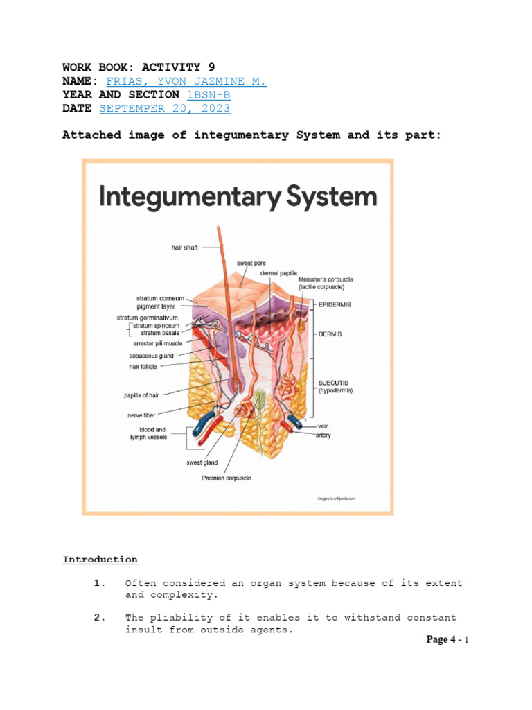 Integumentary System Functions Explained | PDF | Skin | Thermoregulation