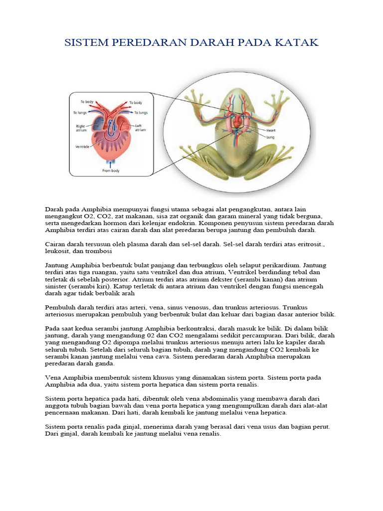 Sistem Peredaran Darah Pada Katak | PDF