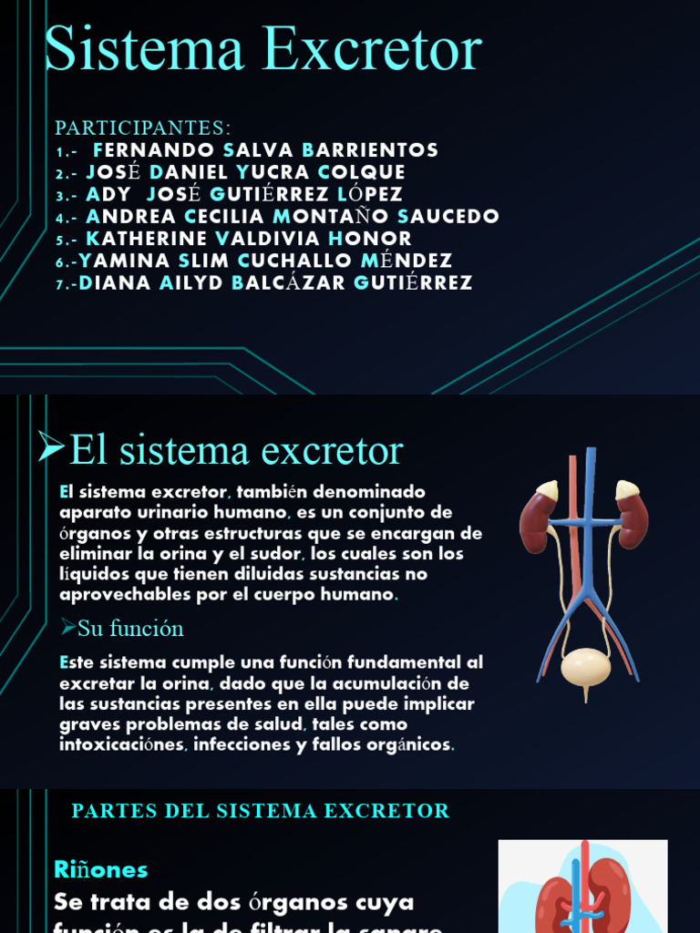 Sistema Excretor | PDF | Sistema urinario | Riñón