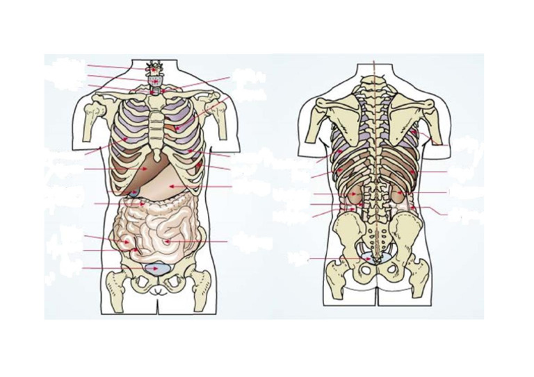 órganos Cavidades Torácica Y Abdominal Visiones Anterior Y Posterior Pdf