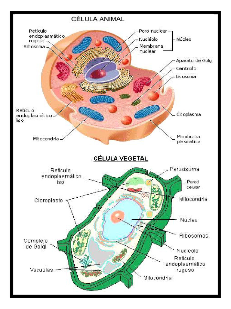 Dibujos de La Célula Animal y Vegetal | PDF | Ciencia y matemáticas ...