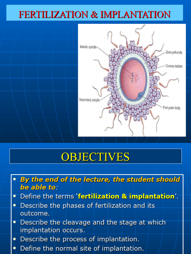 02 Fertilization & Implantation | PDF | Fertilisation | Uterus