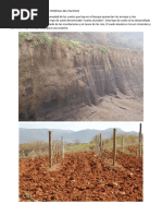 Ficha de Trabajo - Sabana Humeda Con Palmeras | PDF | Ecosistema | Sabana