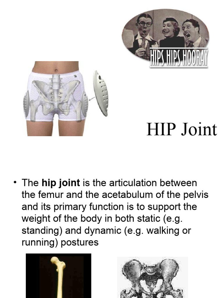 HIP Joint | PDF | Hip | Musculoskeletal System