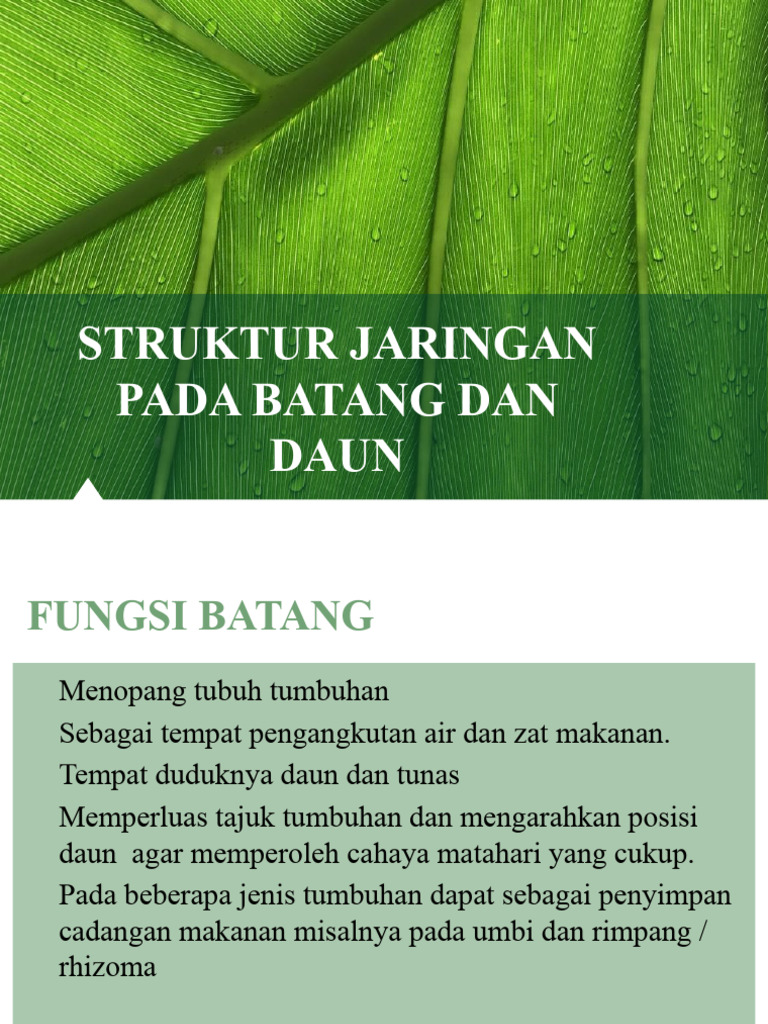 Struktur Fungsi Tubuh Tumbuhan (Batang, Daun) | PDF