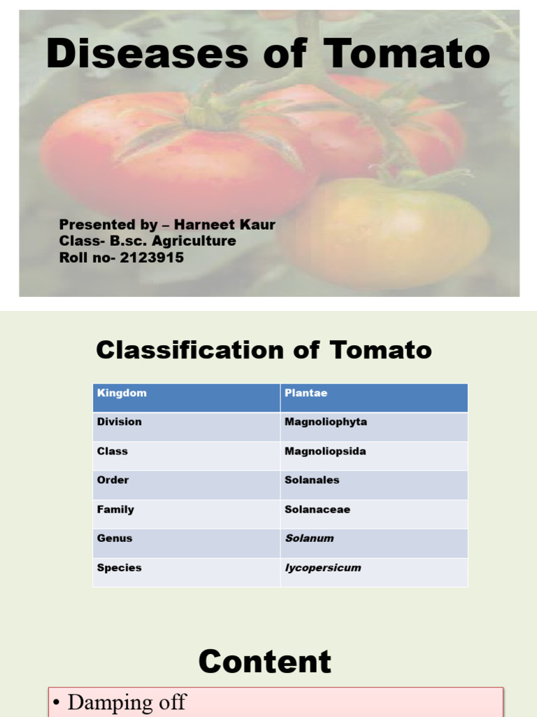 Presentation (Tomato) | PDF | Microbiology | Epidemiology
