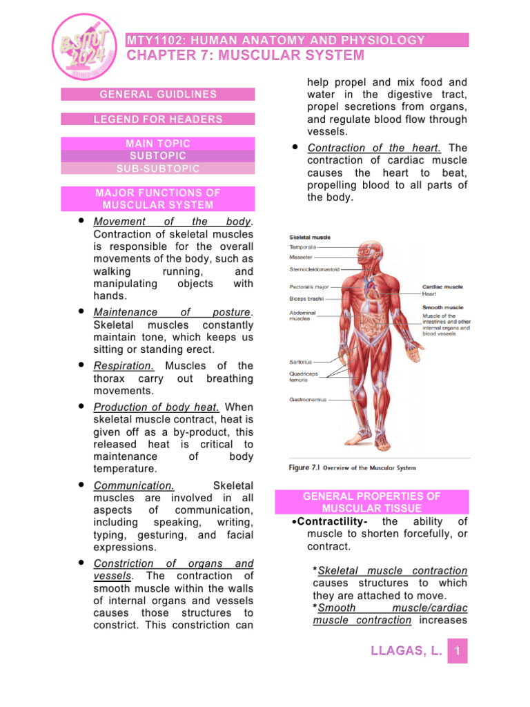 Chapter 7 - Muscular System | PDF | Muscle Contraction | Chemical Synapse