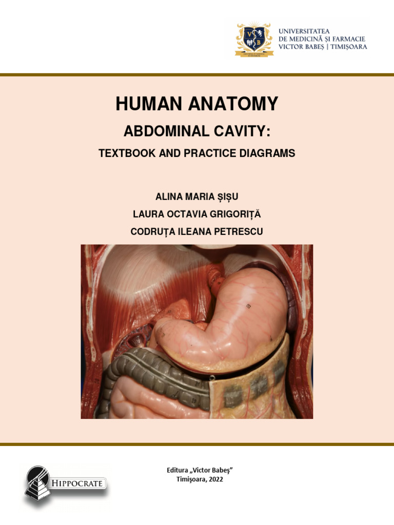 Human Anatomy. Abdominal Cavity | PDF | Peritoneum | Pancreas