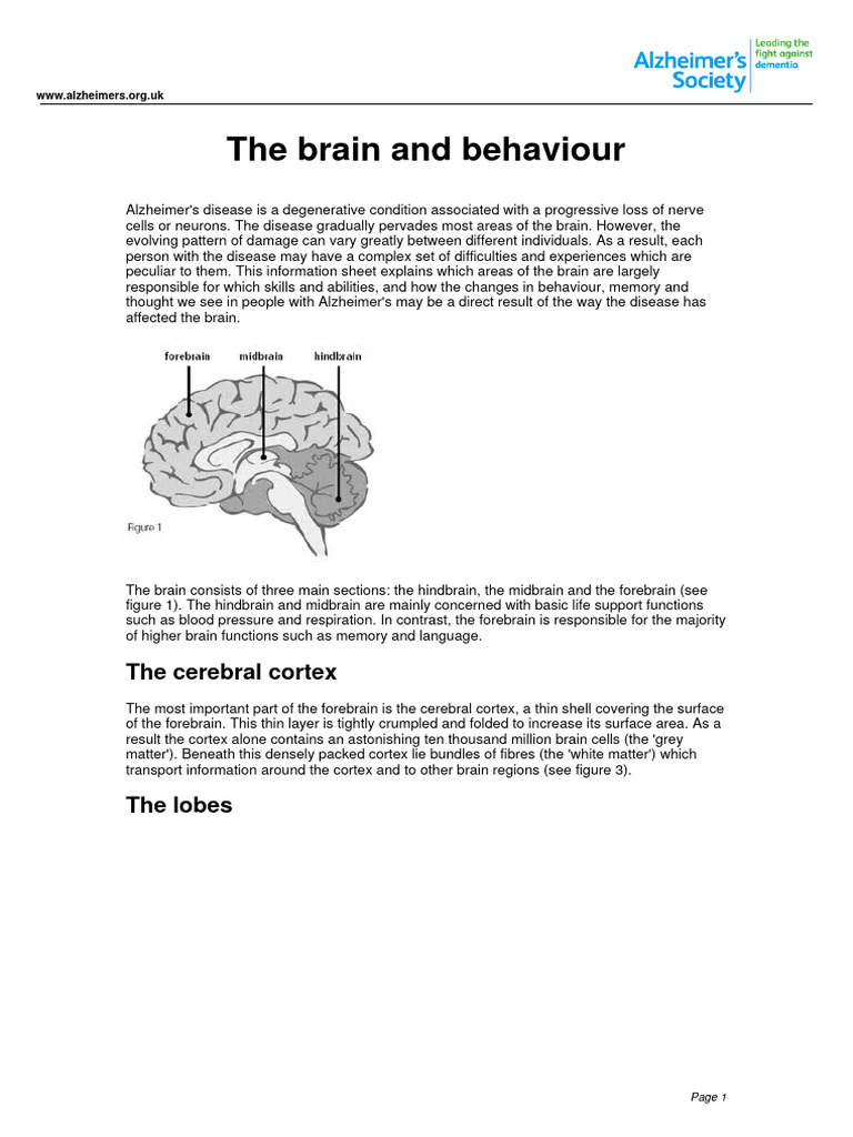 The Brain and Behaviour | PDF | Parietal Lobe | Brain