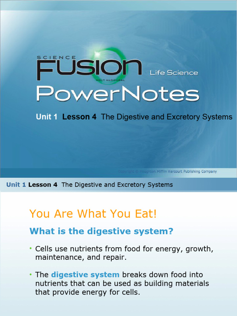 The Digestive and Excretory System | PDF | Digestion | Urinary System