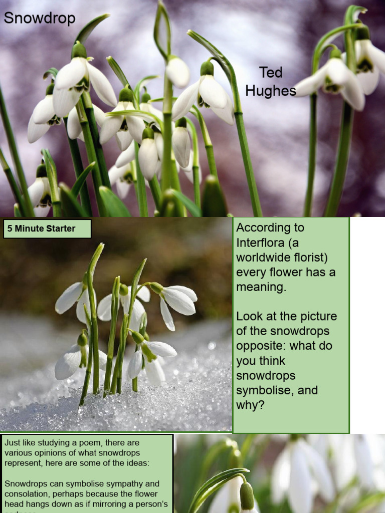 Snowdrop | PDF