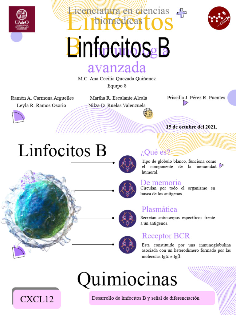 Linfocitos B: Función y Activación | PDF | Célula B | Linfocitos