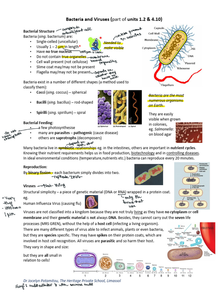 Bacteria vs. Viruses: Key Differences | PDF | Bacteria | Cell (Biology)