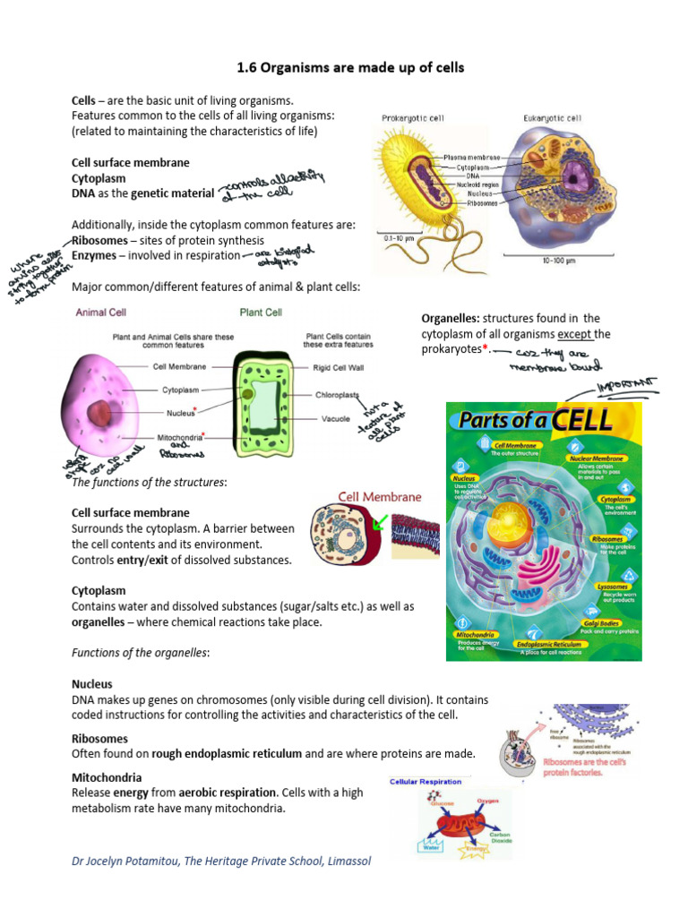 1.4. Cell Structure | PDF | Cell (Biology) | Cytoplasm