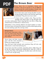 Brown Bear Book | PDF