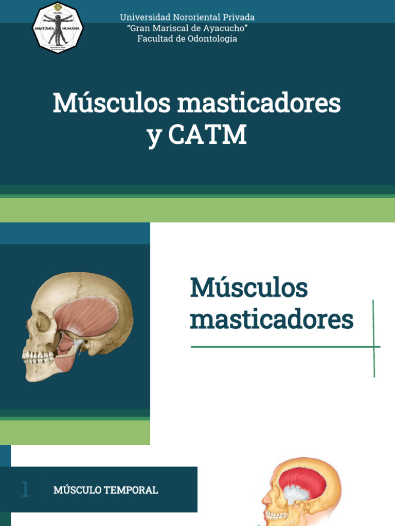 Musculos Masticadores y CATM | PDF | Articulación | Cabeza y cuello humanos