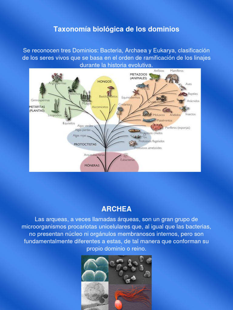 Tema 2. Taxonomía Biológica , Taxonomía, Nomenclatura y Sistemática – MVWEI