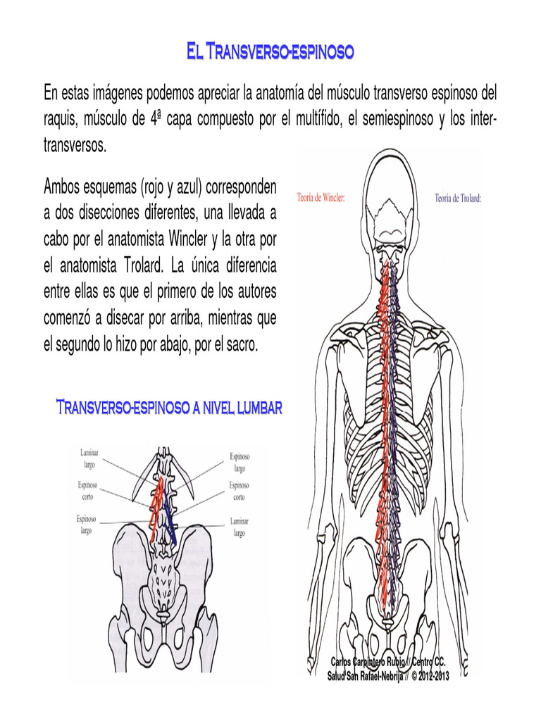Anatomía del Músculo Transverso Espinoso | PDF | Morfología (biología ...