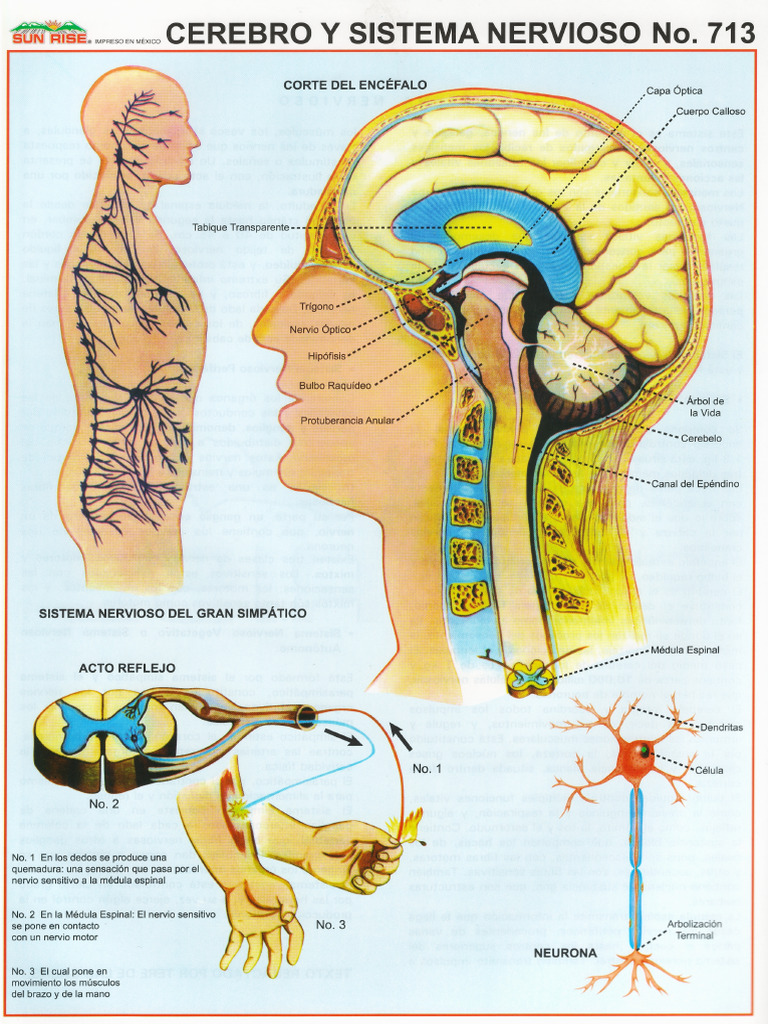 Cerebro y Sistema Nervioso | PDF