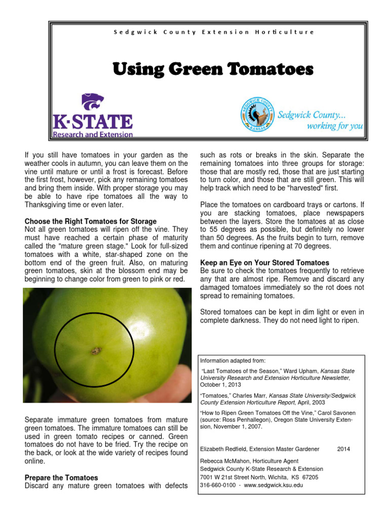 Green Tomatoes | PDF | Tomato | Food And Drink