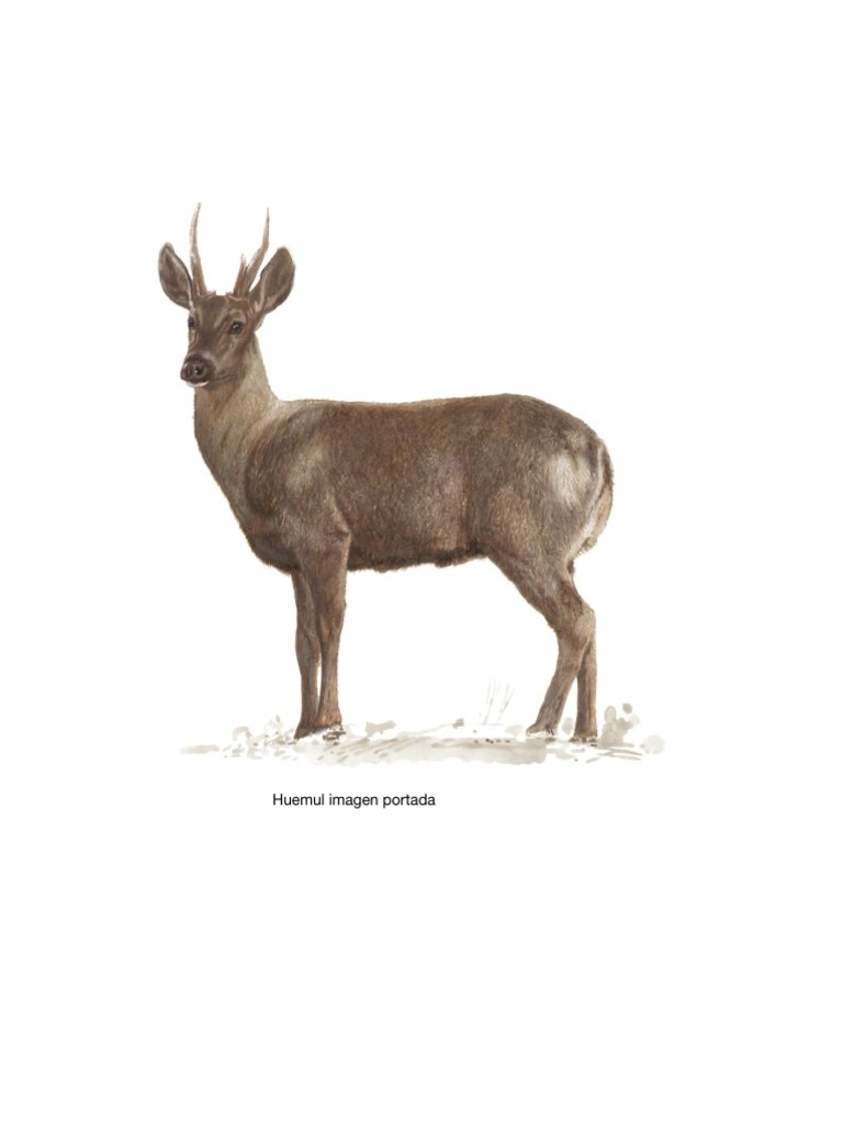 Huemul: Características y Hábitos | PDF