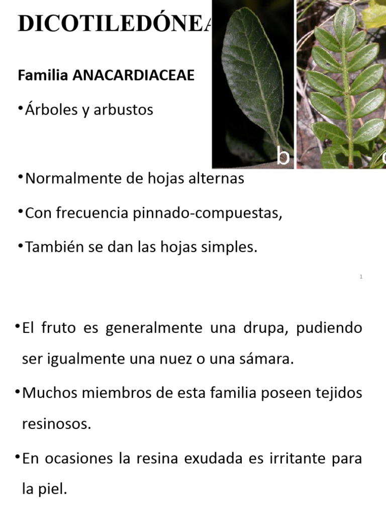 Familias Dicotiledóneas | PDF | Plantas | Botánica