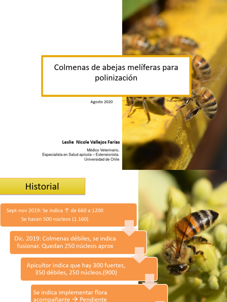 Plan Trabajo | PDF | Colmena | Apicultura