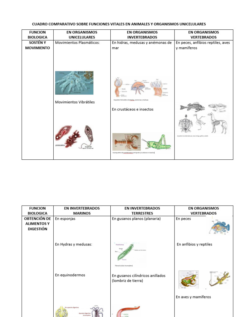 Funciones Vitales en Animales y Unicelulares | PDF | Vertebrados ...