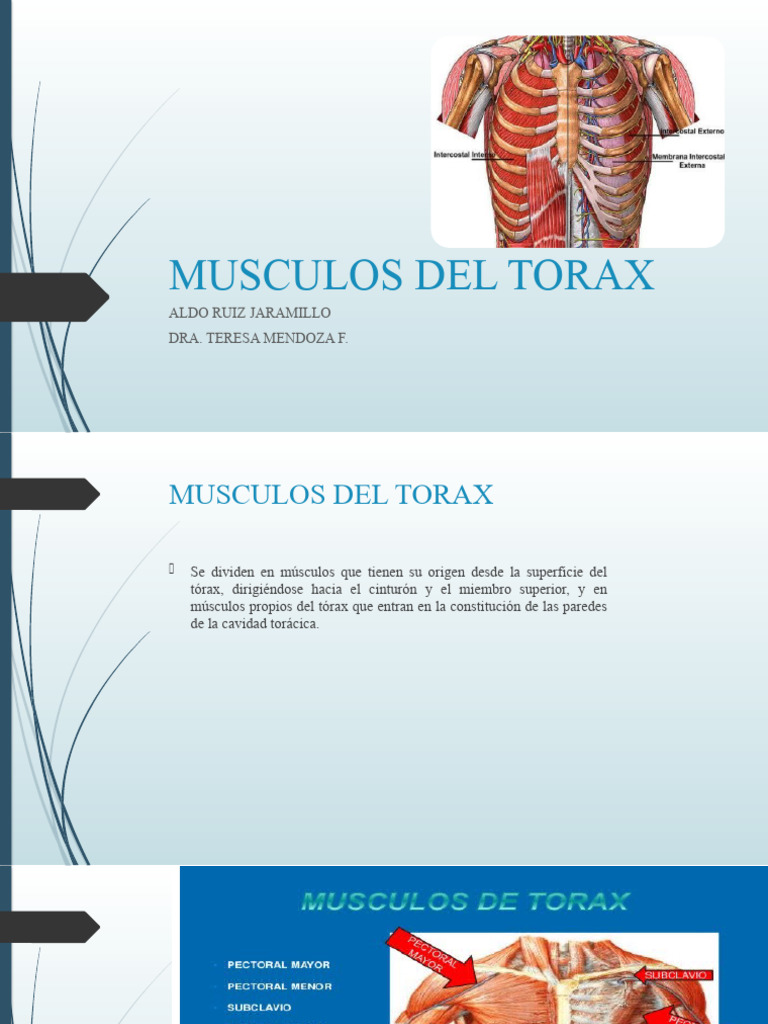 Musculos Del Torax | PDF | Tórax | Sistema musculoesquelético