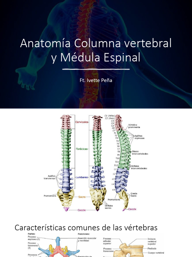 Anatomía Columna Vertebral y Médula Espinal | PDF | Médula espinal | La ...