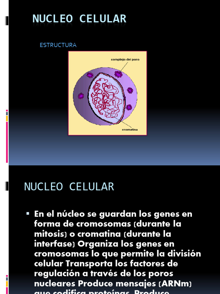 Estructura y función del núcleo celular | PDF | Nucleo celular ...