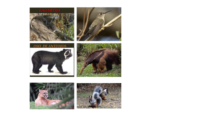Animales de El Bosque Seco Ecuatorial | PDF