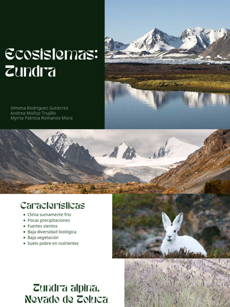 Tundra | PDF | Ecosistema | México