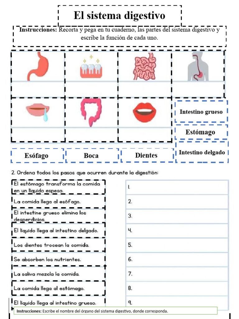 Actividad sobre el Sistema Digestivo | PDF | Salud y bienestar
