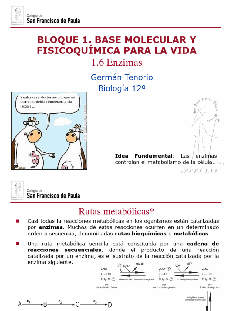 GTP T1.base Molecular y Físicoquímica de La Vida 6 Parte Enzimas 2016-17 | PDF | Ciencia y ...