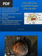 Panopea Generosa | PDF | Bivalvia