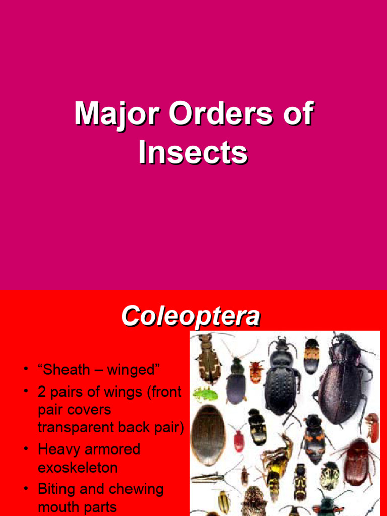 Major Orders of Insects W-Notes Text | PDF | Insects | Fly