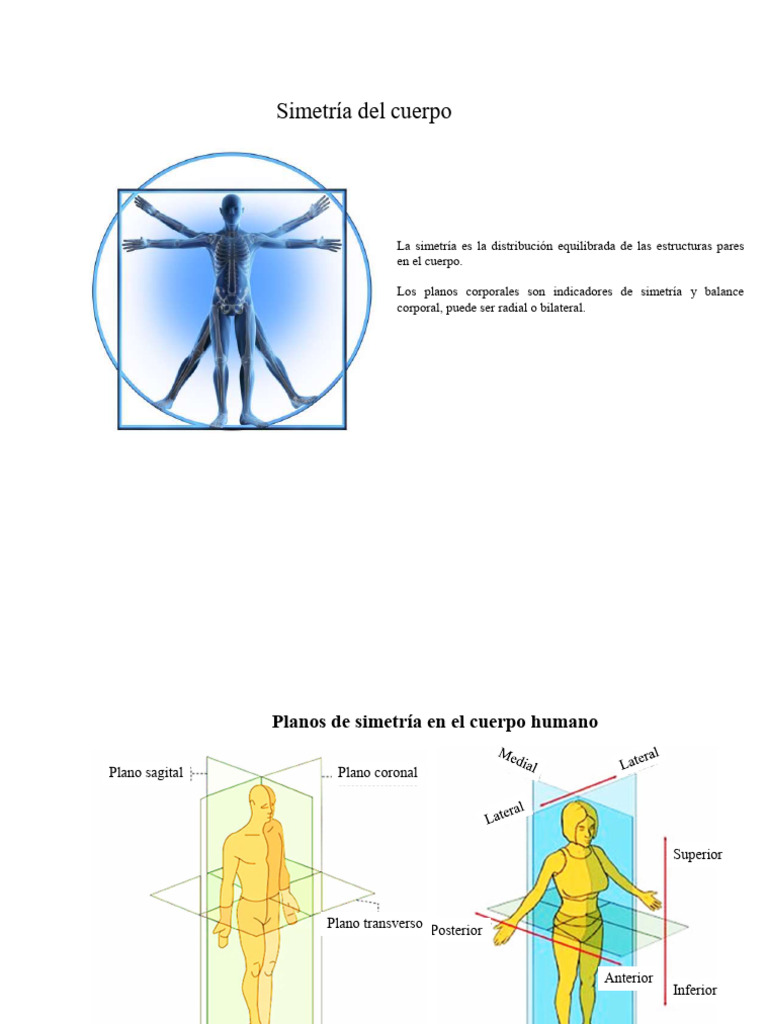 2 Planos y Ejes de Simetria | PDF | Estudios de idiomas extranjeros