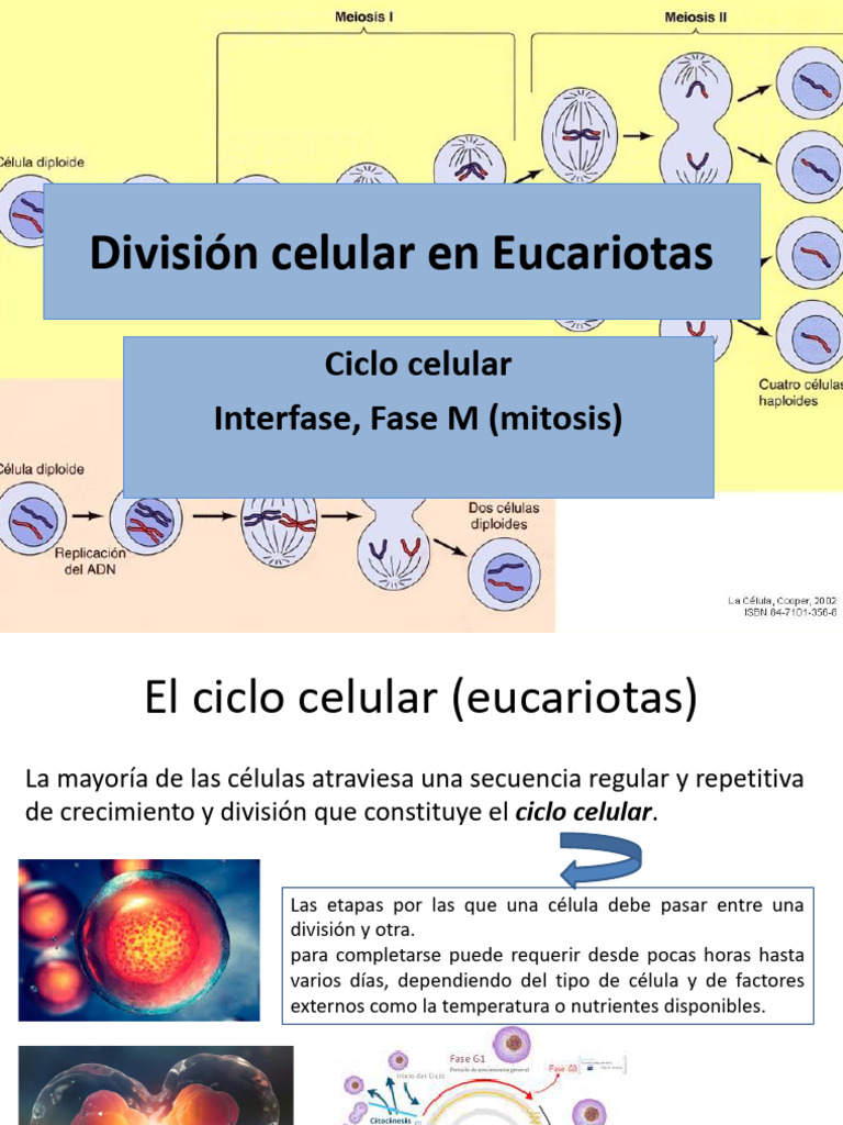 Ciclo Celular Diapositiva | PDF | Mitosis | Cromosoma