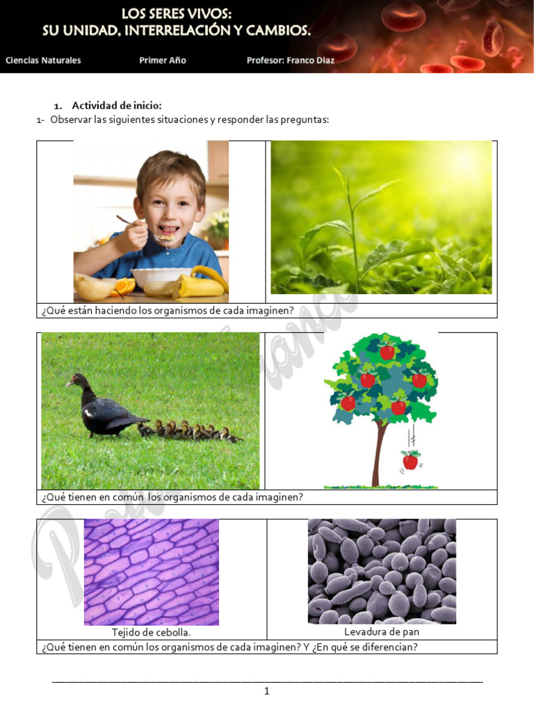 GUIA 1 - Caracteristicas de Los Seres Vivos | PDF | Plantas | Nutrición