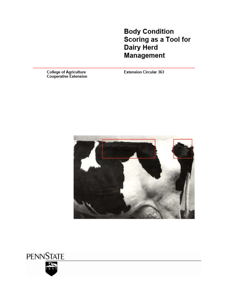 Body Condition Scoring in Dairy Cows | PDF | Dairy Cattle | Cattle